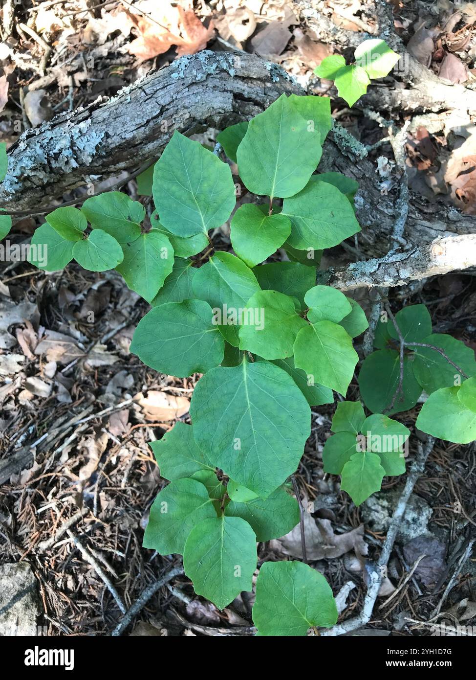 Sycamore-leaf Snowbell (Styrax platanifolius Stock Photo - Alamy