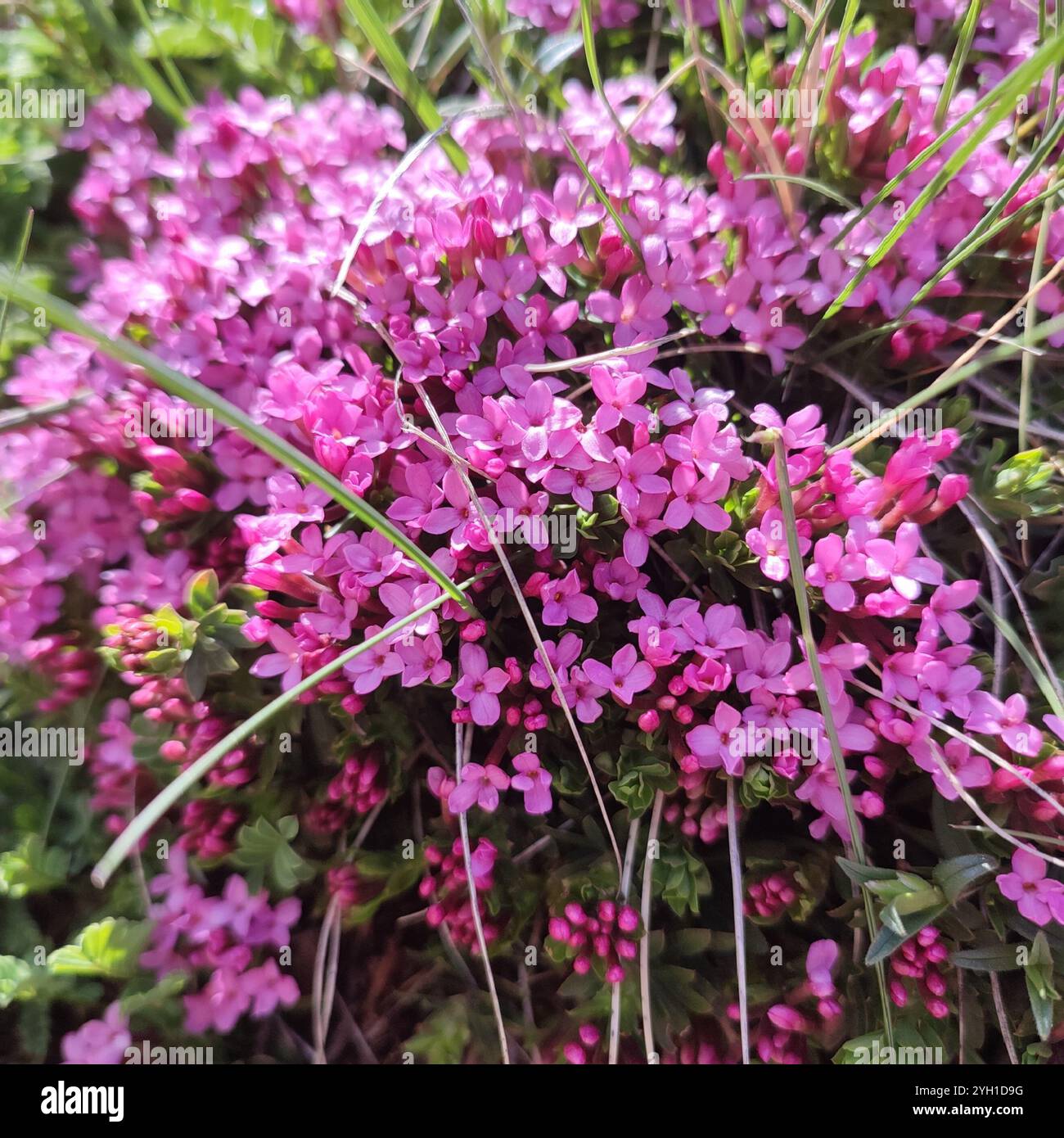 Rose Daphne (Daphne cneorum Stock Photo - Alamy