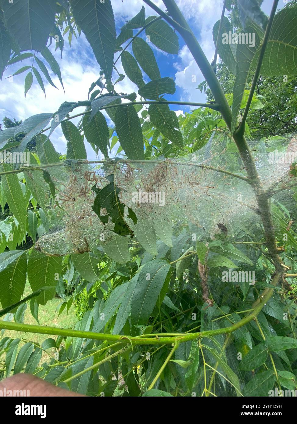 Fall Webworm Moth (Hyphantria cunea Stock Photo - Alamy