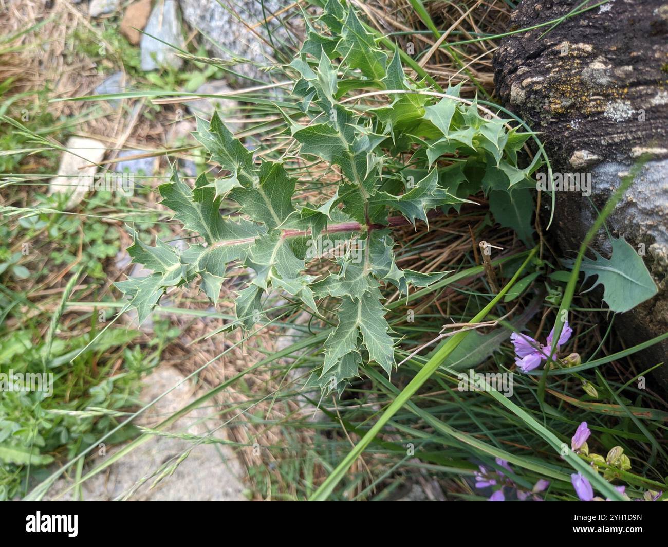 Field Eryngo (Eryngium campestre Stock Photo - Alamy