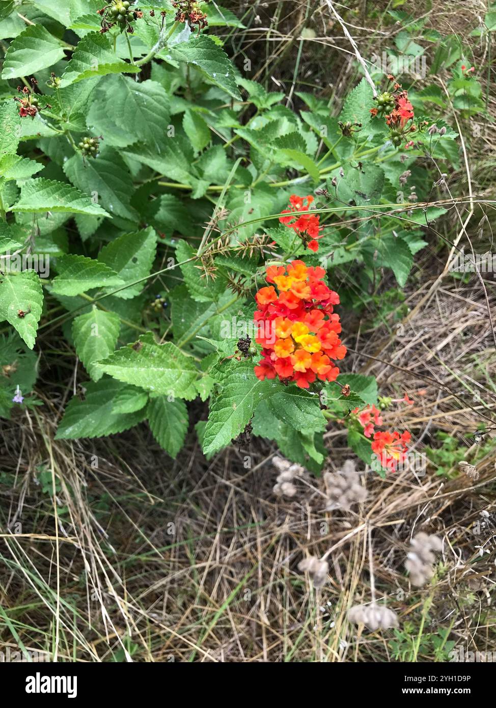 Texas lantana (Lantana urticoides Stock Photo - Alamy