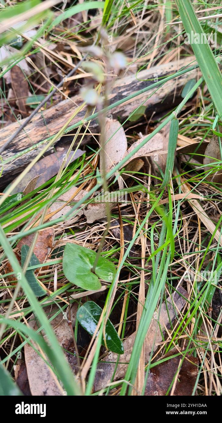 Pixie caps hi-res stock photography and images - Alamy