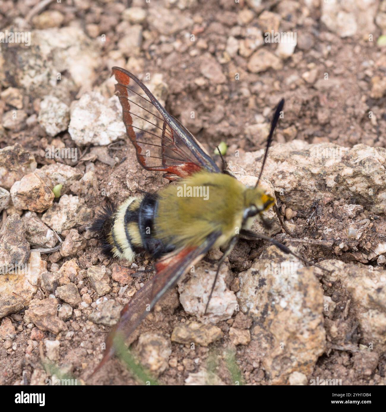 Rocky Mountain Clearwing (Hemaris thetis Stock Photo - Alamy