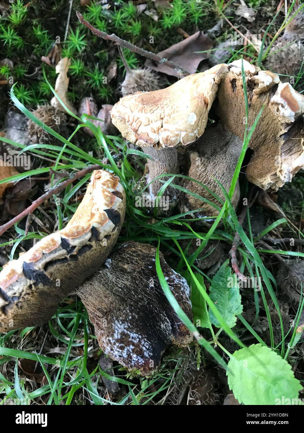 Summer Bolete (Boletus reticulatus Stock Photo - Alamy