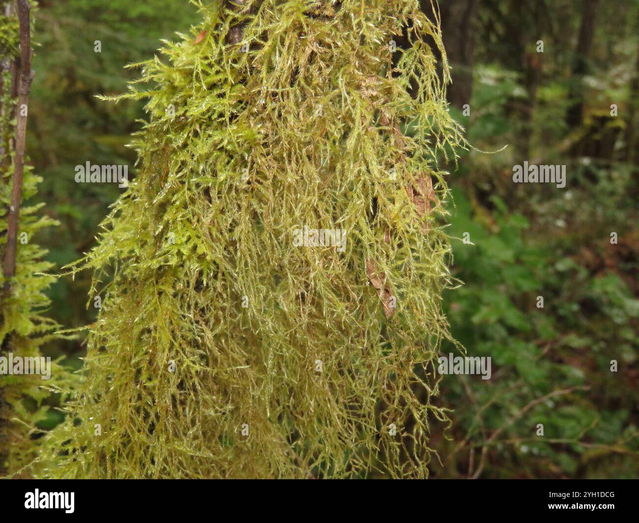 Cat's Tail Moss (Pseudisothecium stoloniferum Stock Photo - Alamy