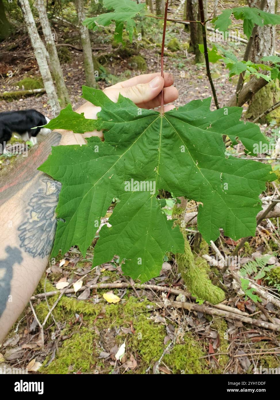 bigleaf maple (Acer macrophyllum Stock Photo - Alamy