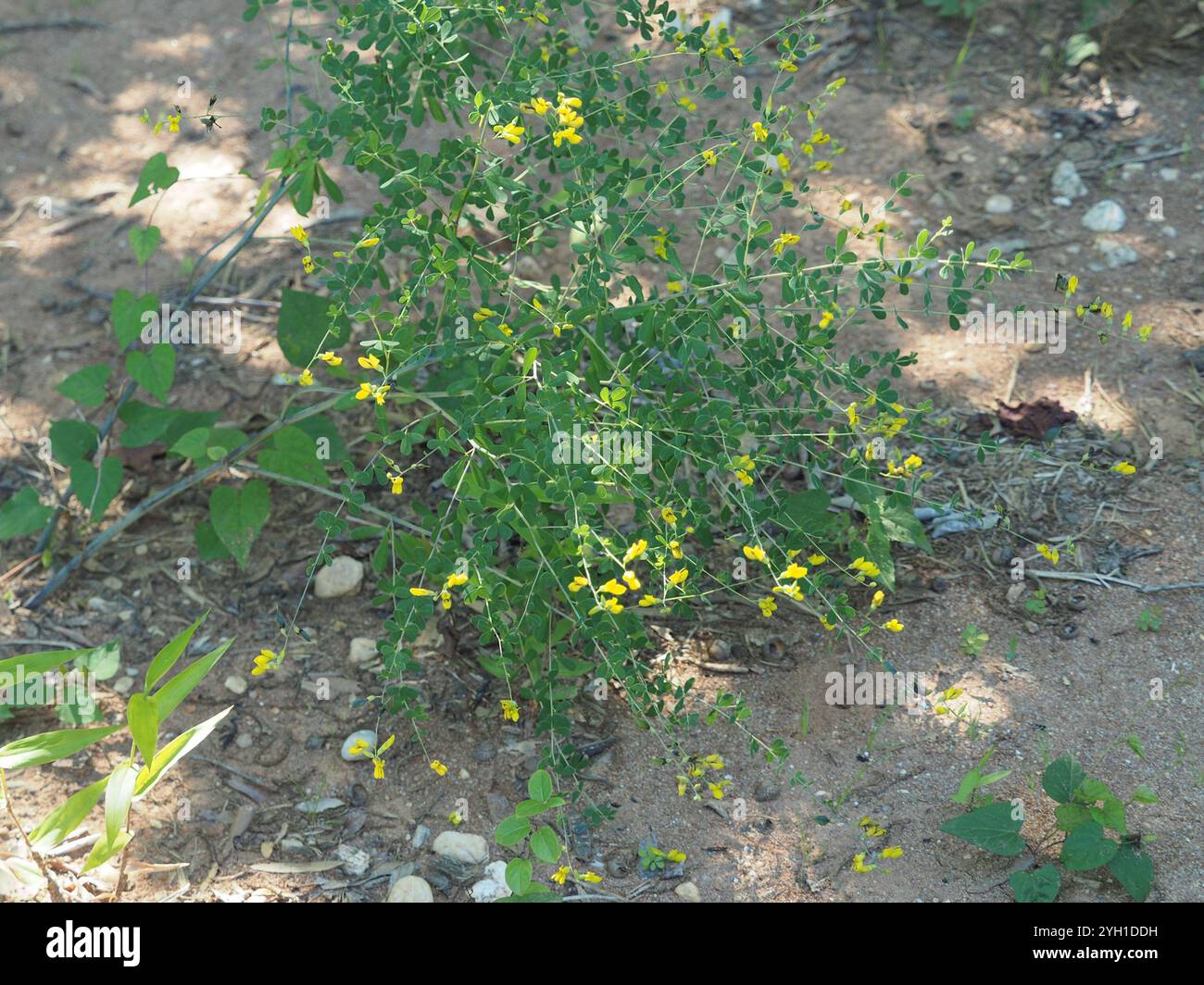 eastern wild indigo (Baptisia tinctoria Stock Photo - Alamy