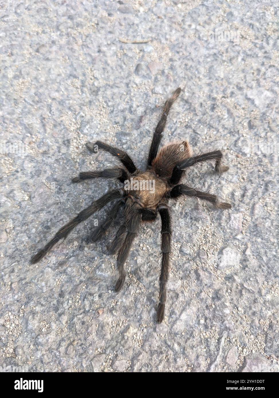 Texas Brown Tarantula (Aphonopelma hentzi Stock Photo - Alamy