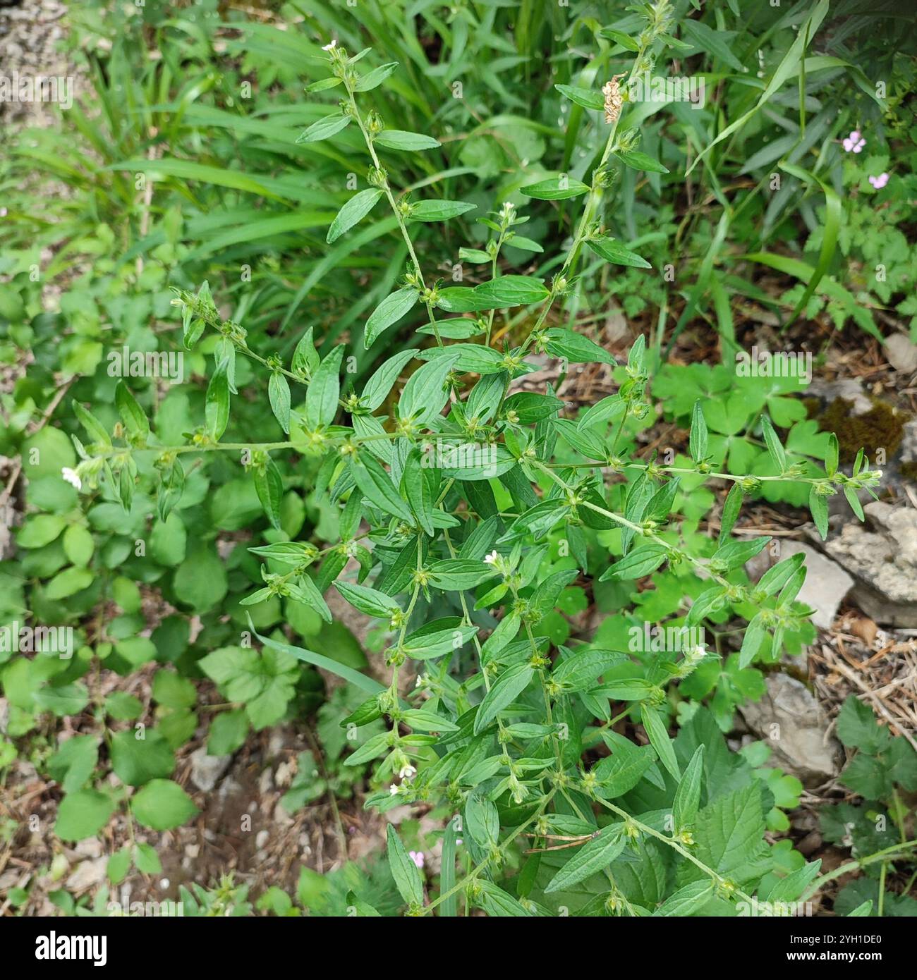 Common Gromwell (Lithospermum officinale Stock Photo - Alamy