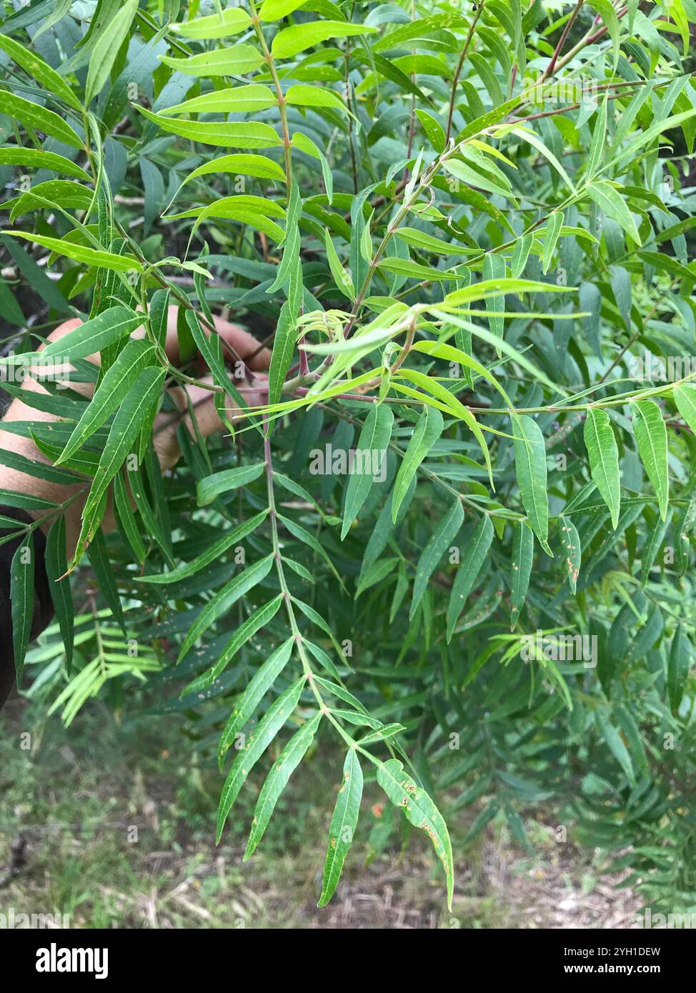 Prairie flameleaf sumac (Rhus lanceolata Stock Photo - Alamy