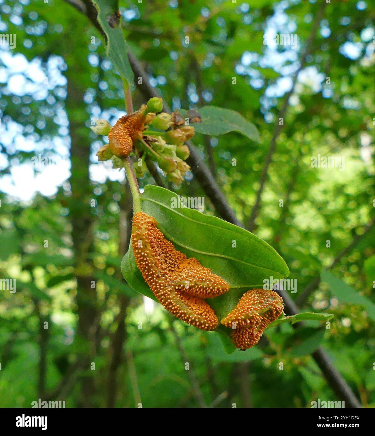 Crown Rust (Puccinia coronata Stock Photo - Alamy