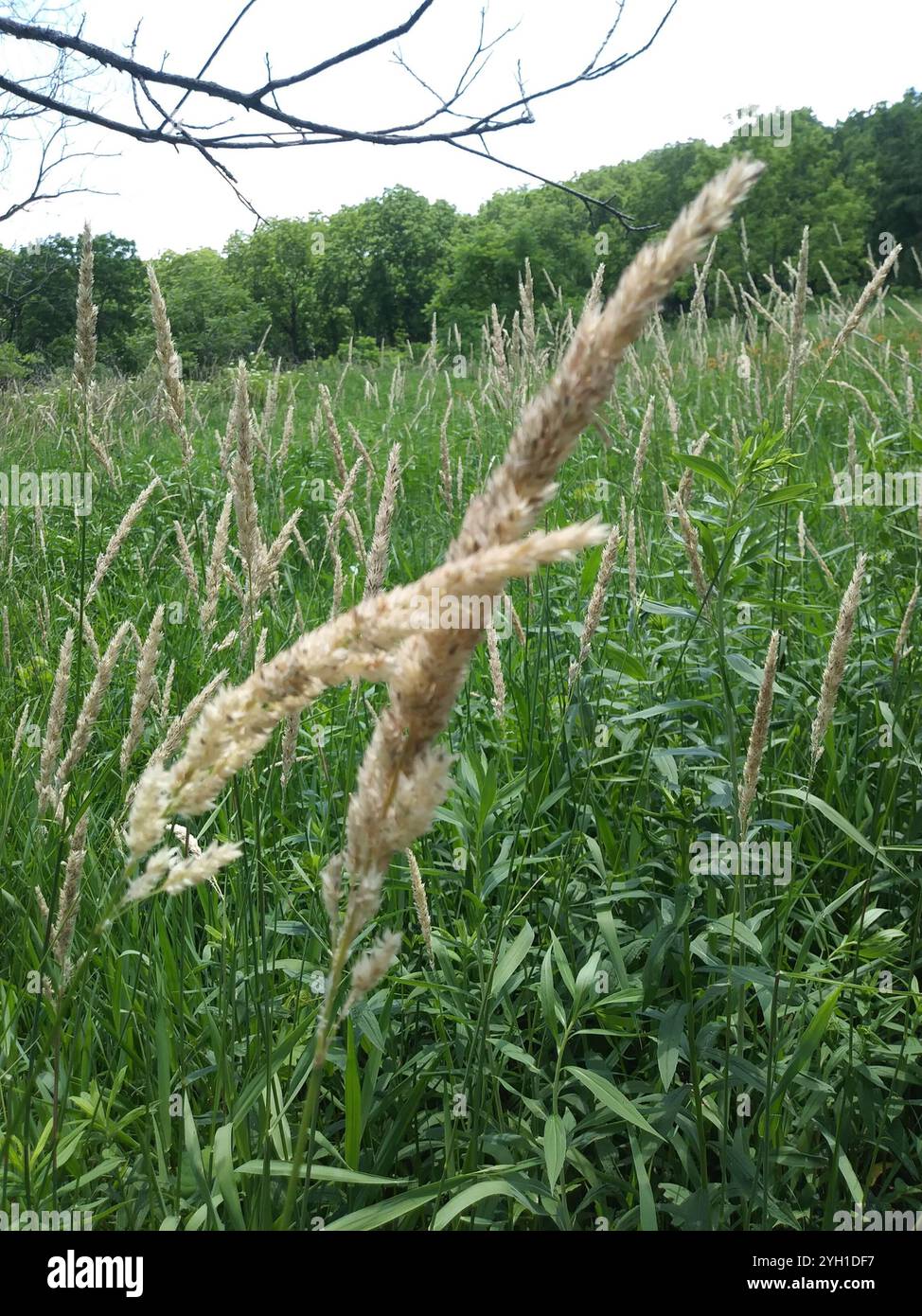reed canary grass (Phalaris arundinacea Stock Photo - Alamy