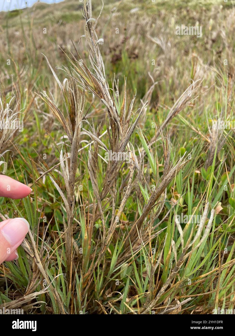 Saltgrass (Distichlis spicata Stock Photo - Alamy