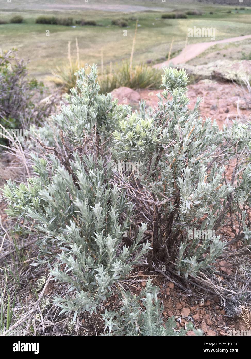 Spineless Horsebrush (Tetradymia canescens Stock Photo - Alamy
