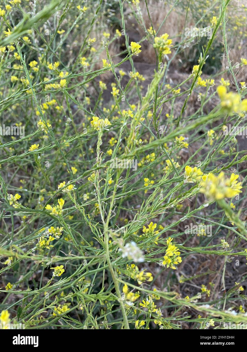 mustard family (Brassicaceae Stock Photo - Alamy