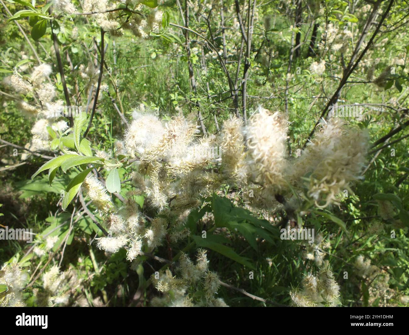 goat willow (Salix caprea Stock Photo - Alamy