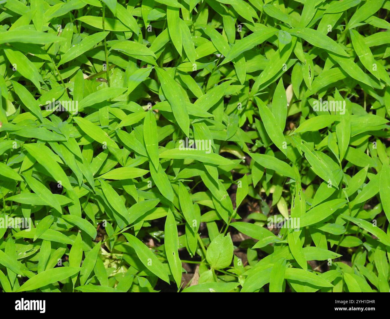 Japanese stiltgrass (Microstegium vimineum Stock Photo - Alamy