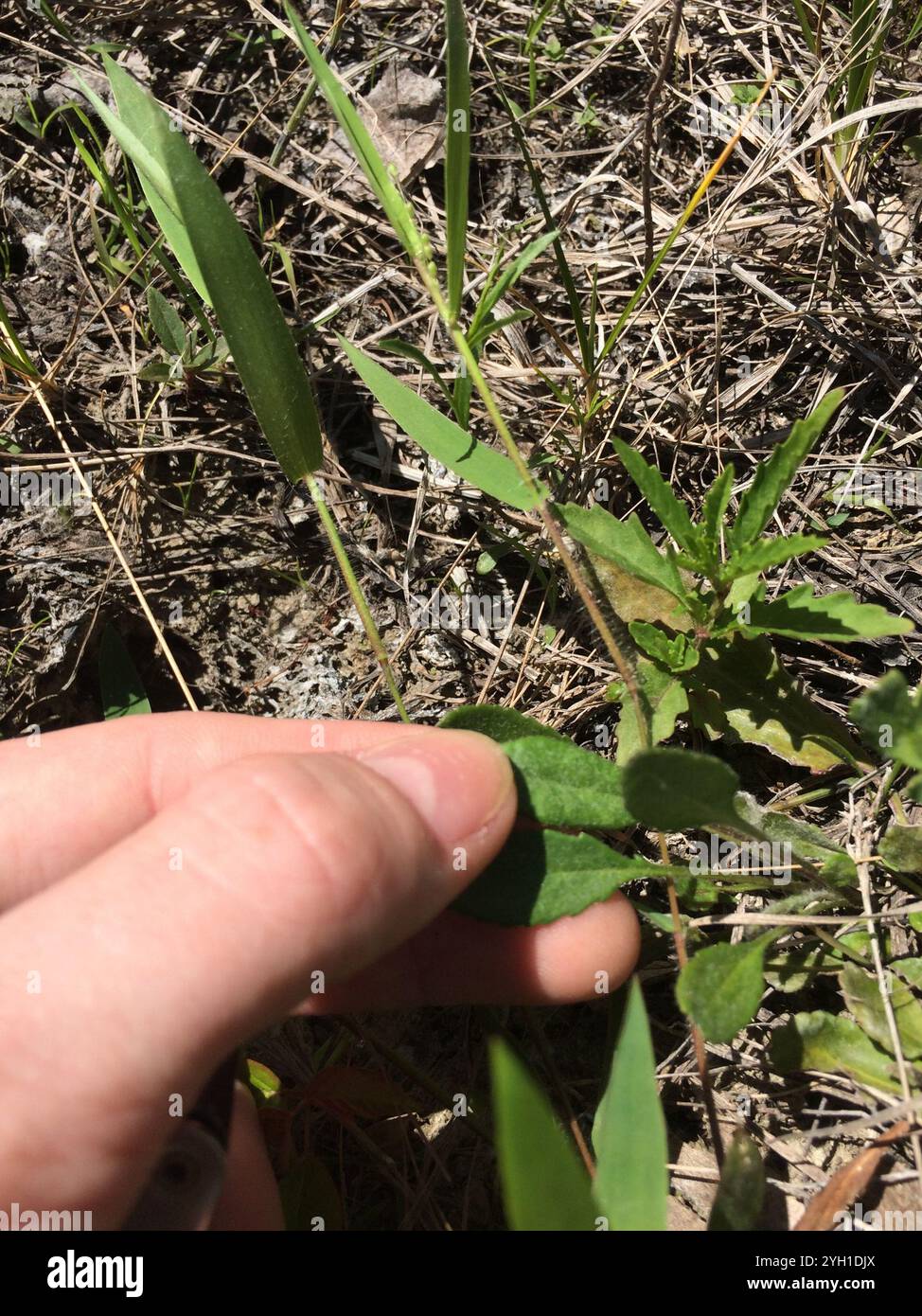 balsam ragwort (Packera paupercula Stock Photo - Alamy