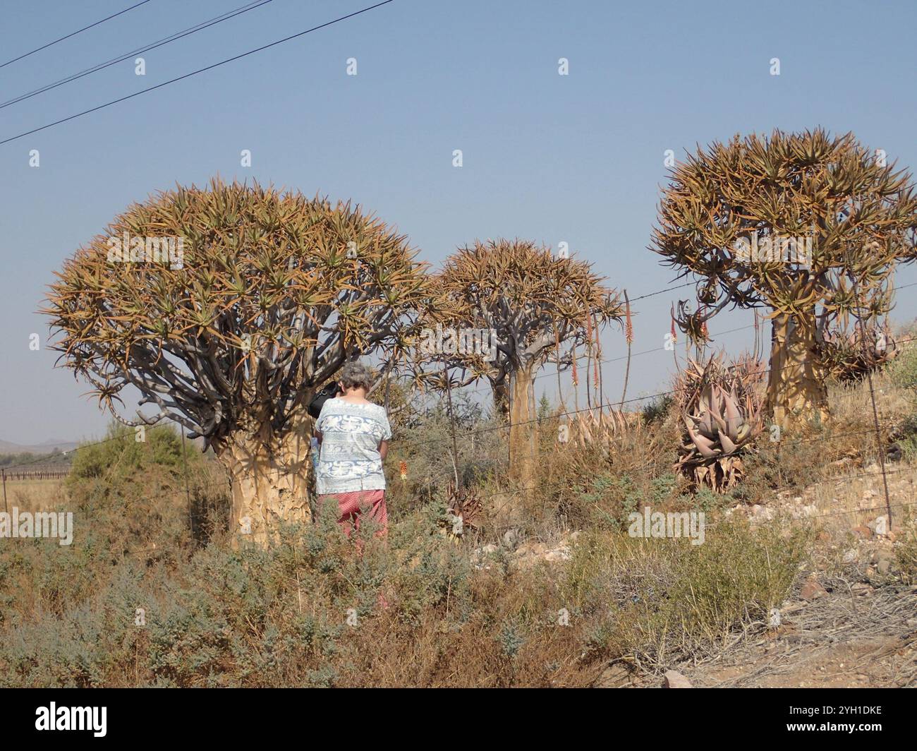 Quiver Tree (Aloidendron dichotomum Stock Photo - Alamy