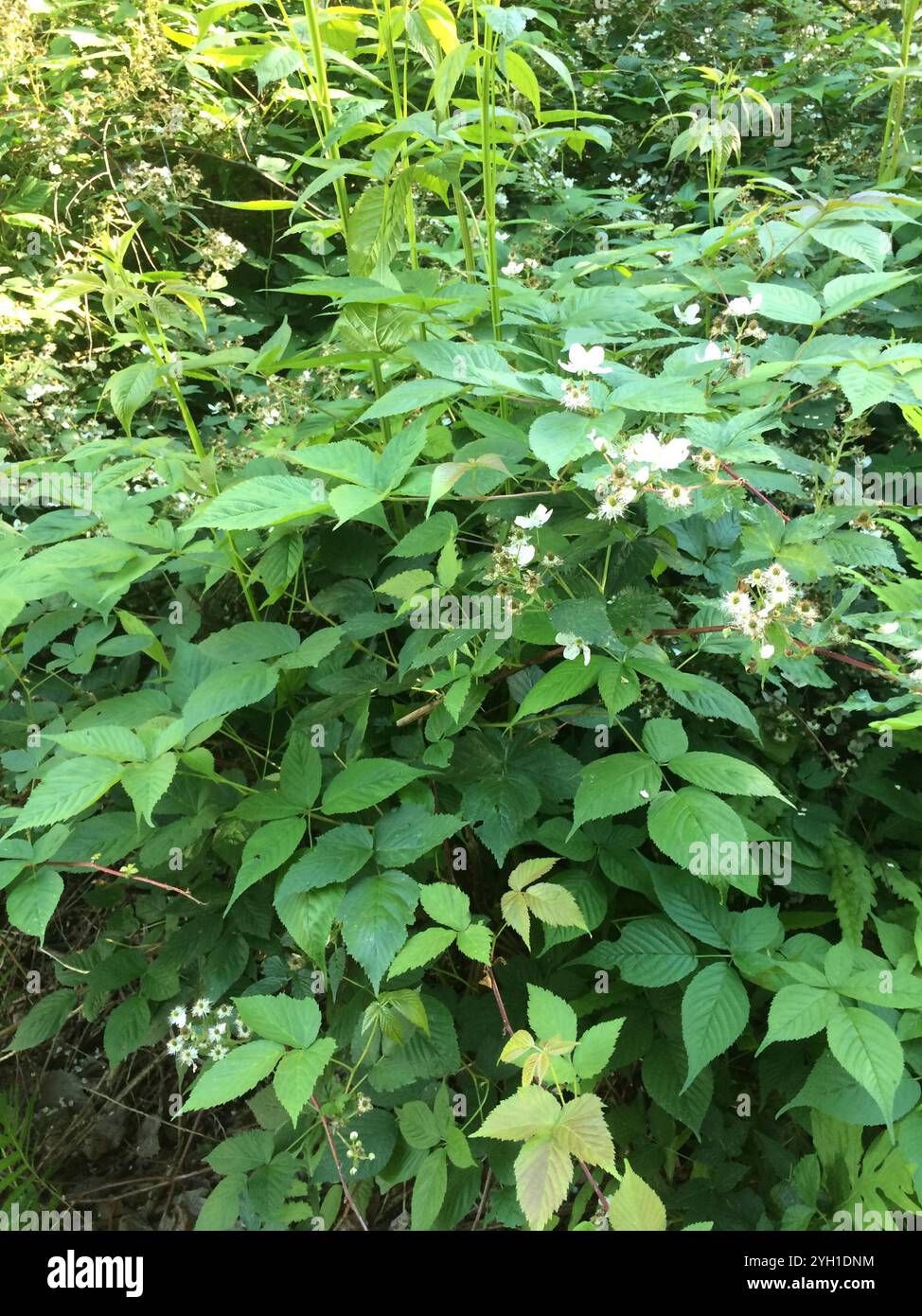Pennsylvania Blackberry (Rubus pensilvanicus Stock Photo - Alamy