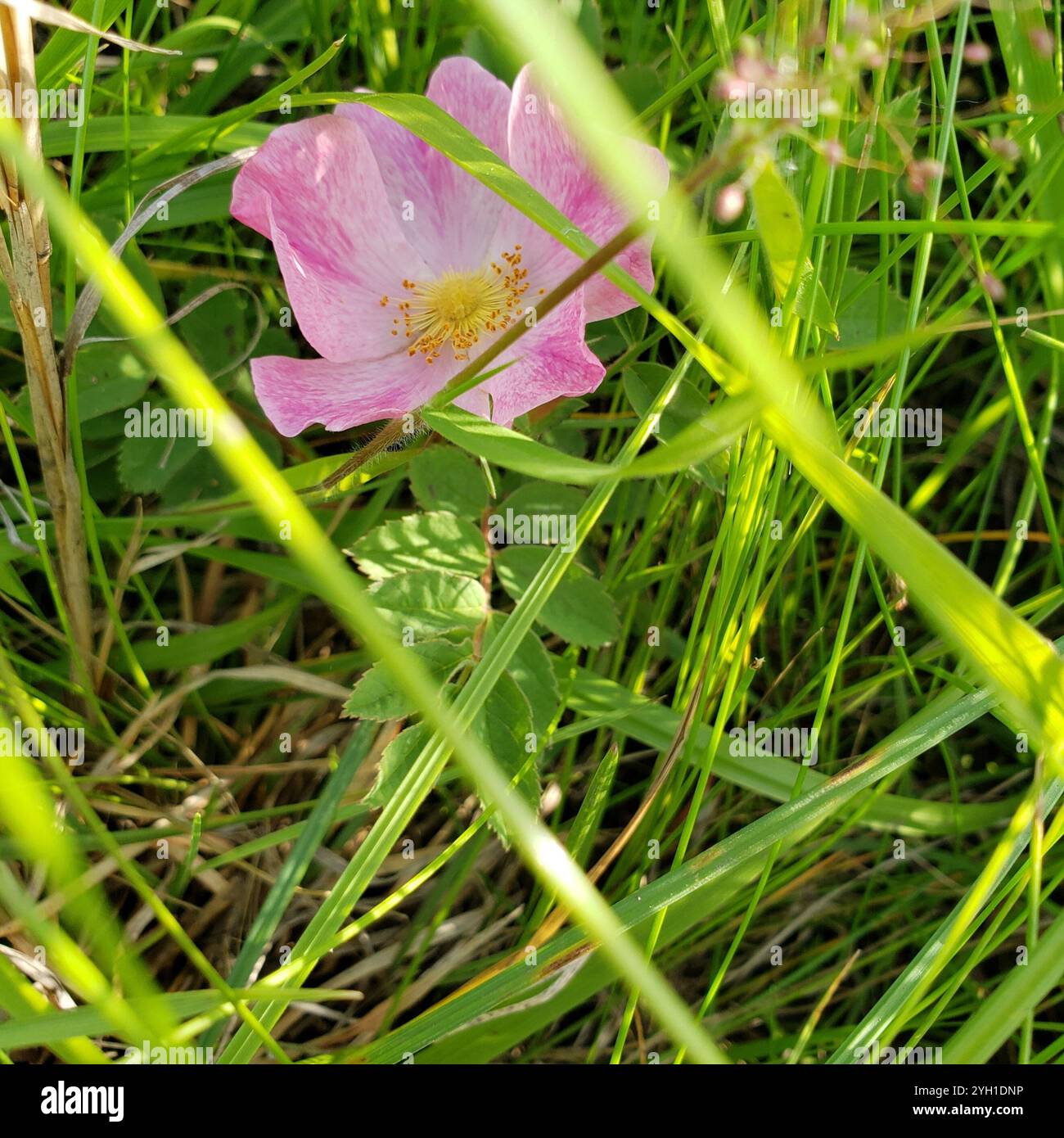 prairie rose (Rosa arkansana Stock Photo - Alamy