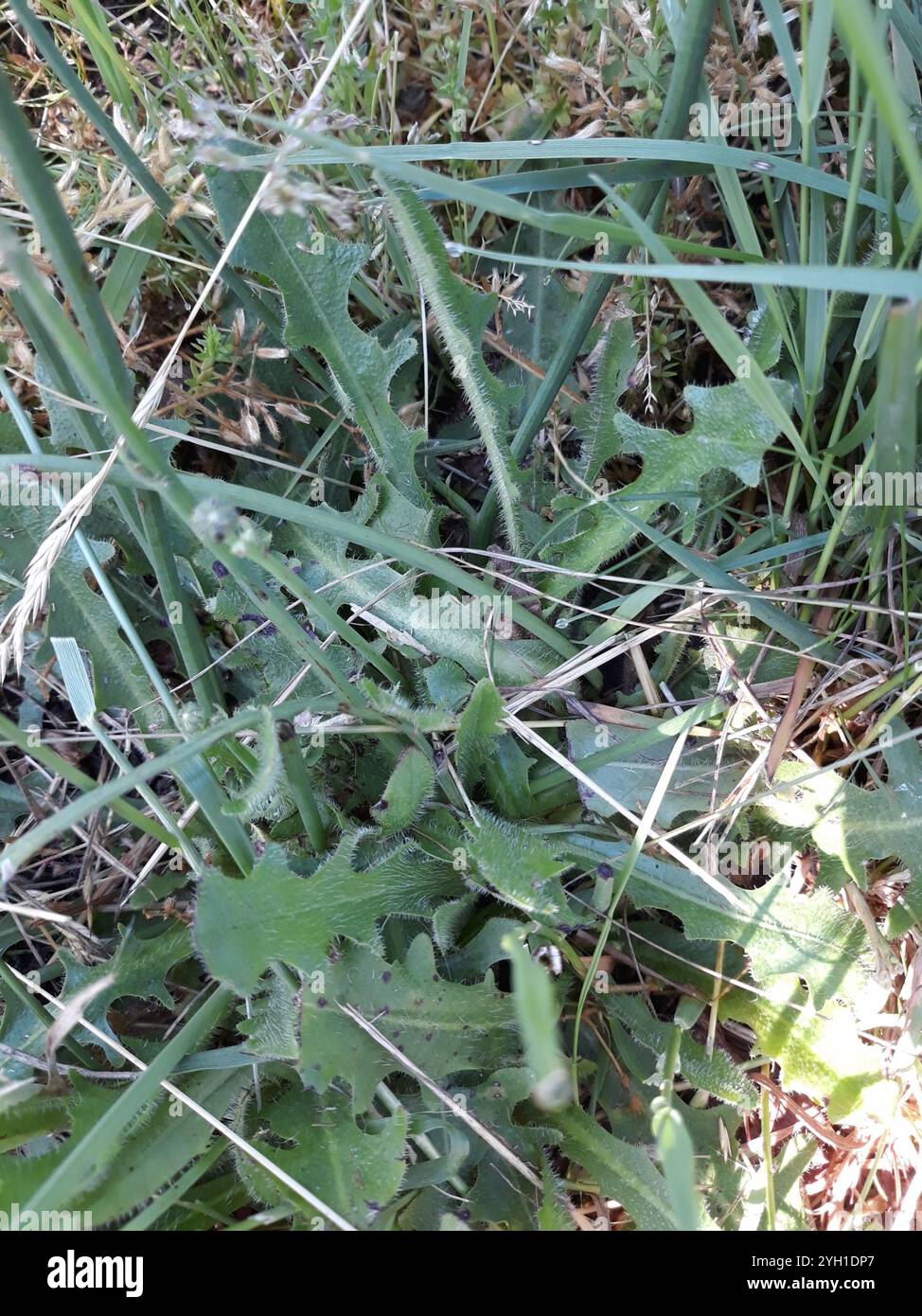 Common Cat's-ear (Hypochaeris radicata Stock Photo - Alamy