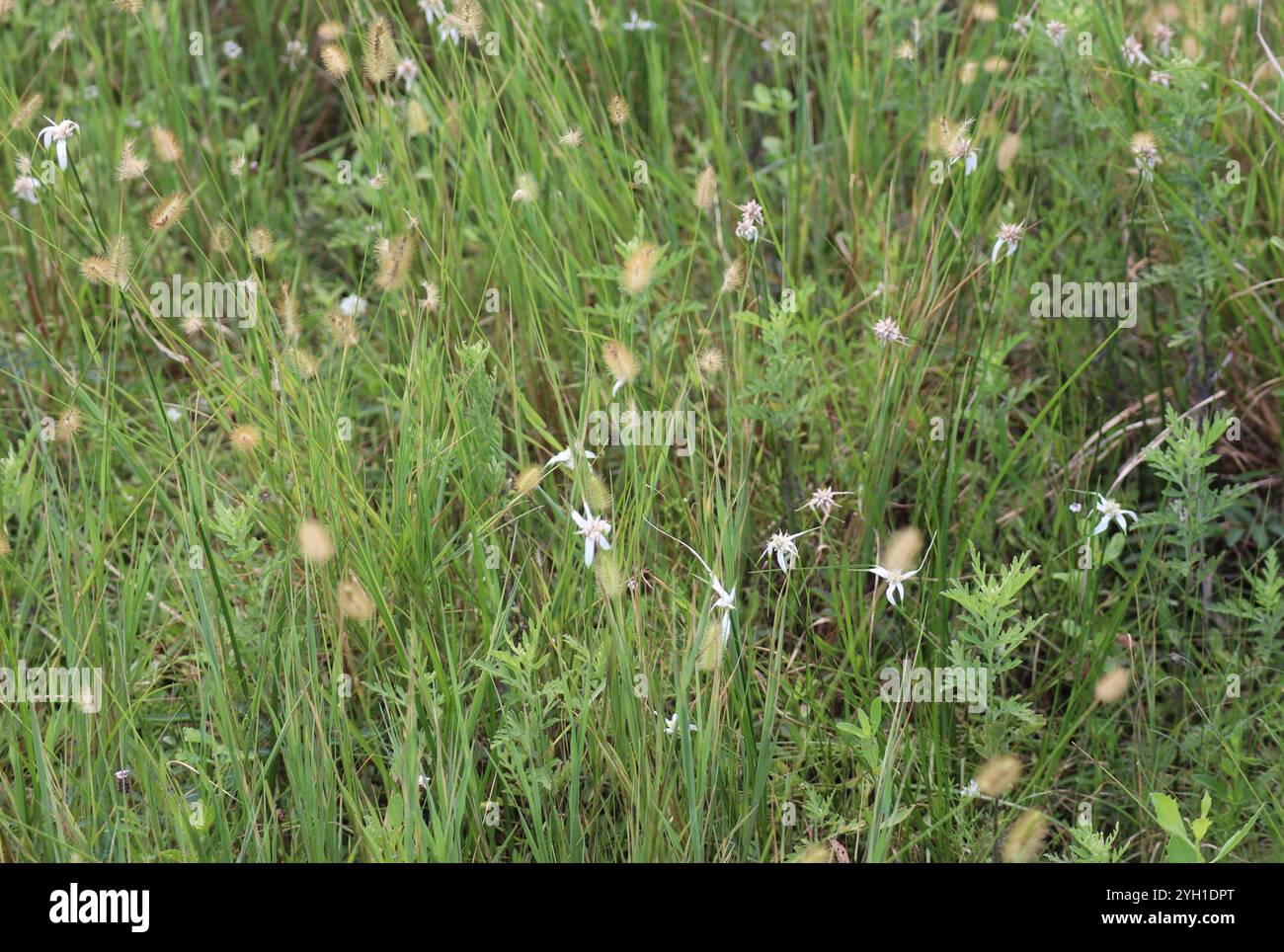 whitetop sedge (Rhynchospora colorata Stock Photo - Alamy