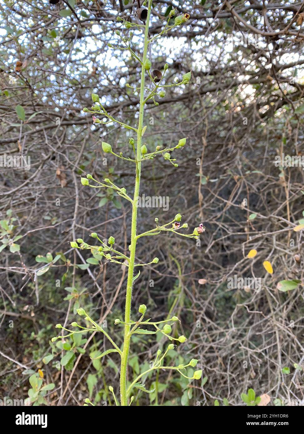 California beeplant (Scrophularia californica Stock Photo - Alamy