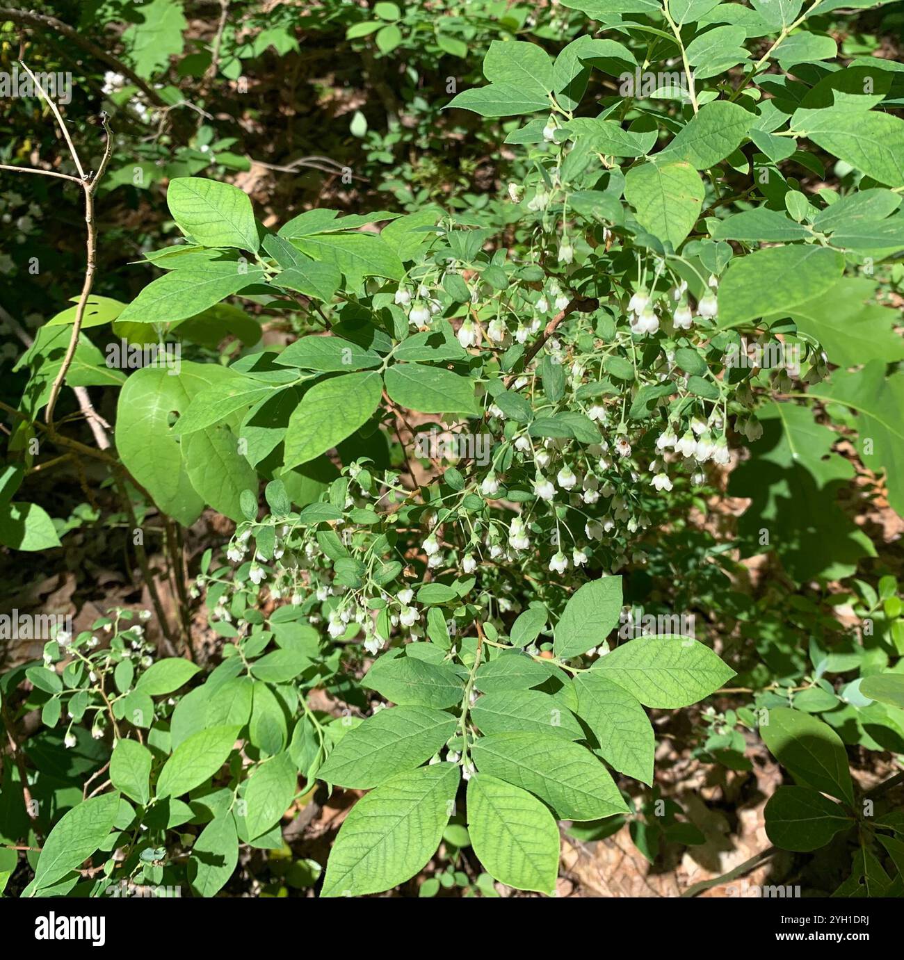 Deerberry hi-res stock photography and images - Alamy