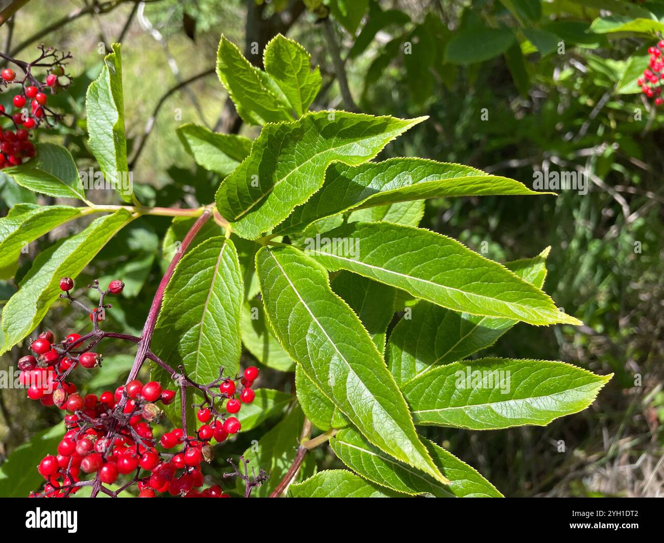 red-berried elder (Sambucus racemosa Stock Photo - Alamy