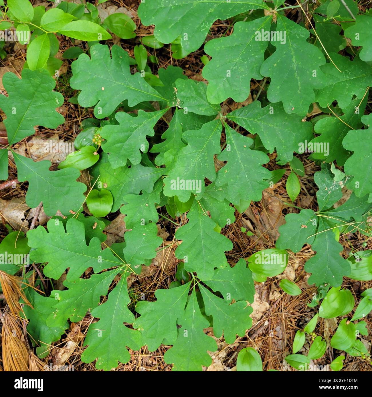 white oak (Quercus alba Stock Photo - Alamy