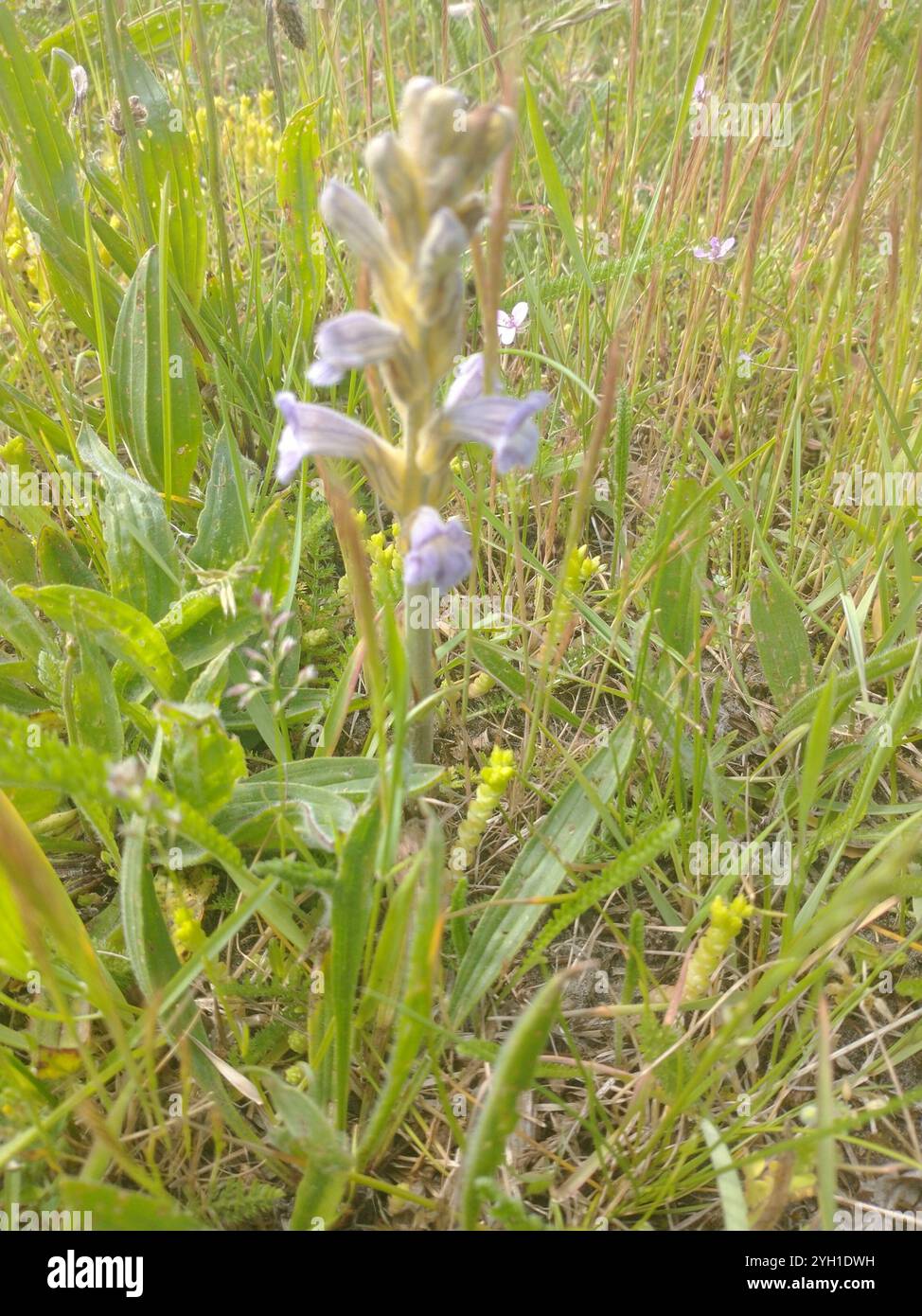 Yarrow broomrape hi-res stock photography and images - Alamy