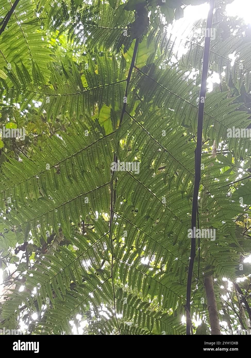scaly tree ferns (Cyatheaceae Stock Photo - Alamy