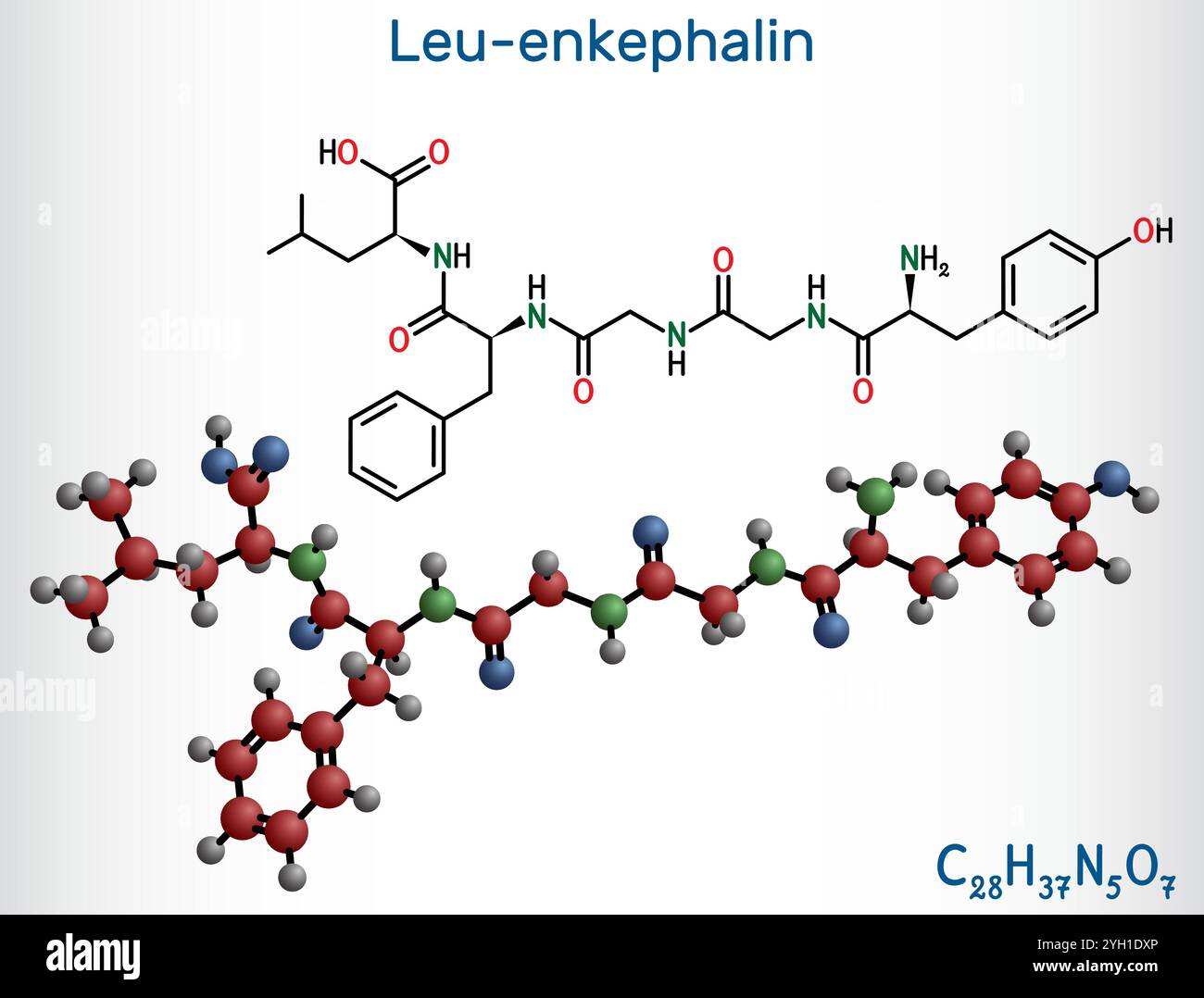 Leu-enkephalin molecule. Endogenous opioid peptide. Structural chemical ...