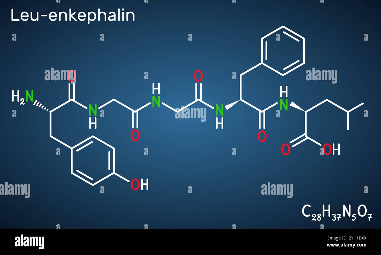 Leu-enkephalin molecule. Endogenous opioid peptide. Structural chemical ...