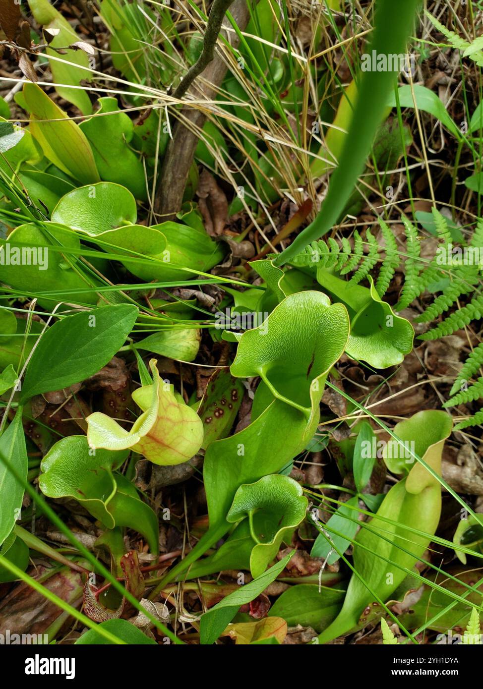 northern purple pitcher plant (Sarracenia purpurea purpurea Stock Photo ...