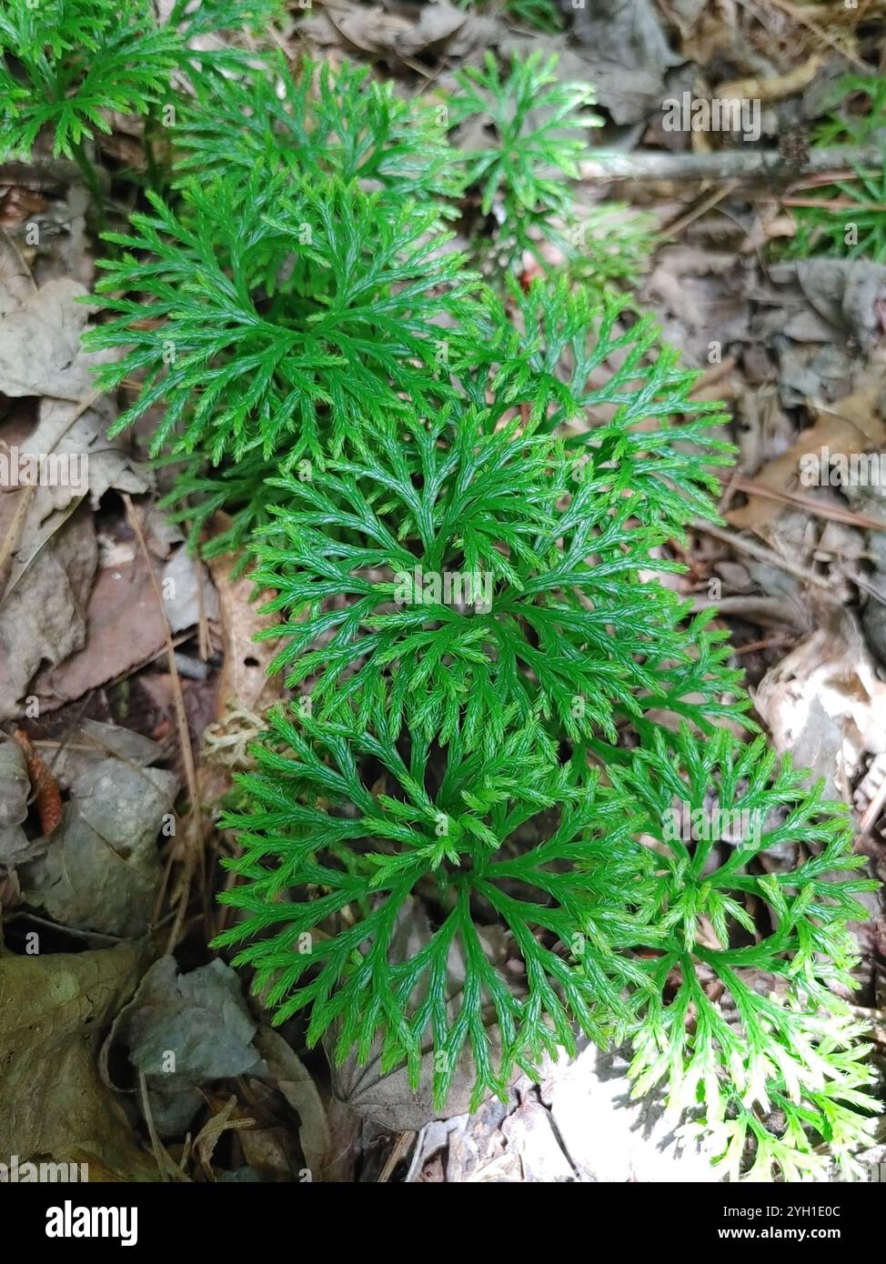 fan clubmoss (Diphasiastrum digitatum Stock Photo - Alamy