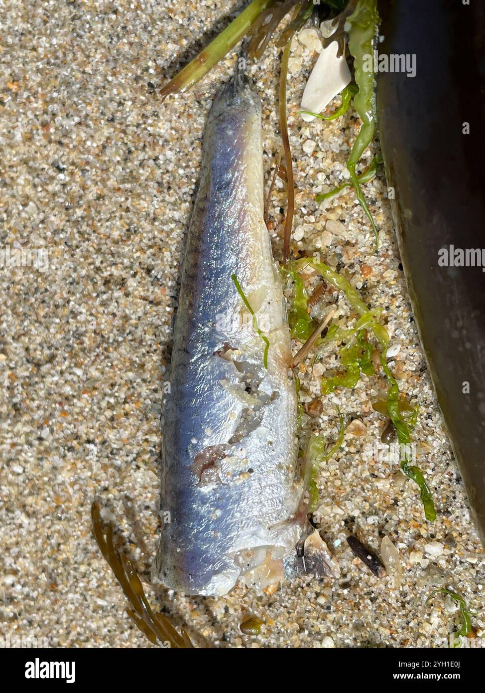 Ray-finned Fishes (Actinopterygii Stock Photo - Alamy