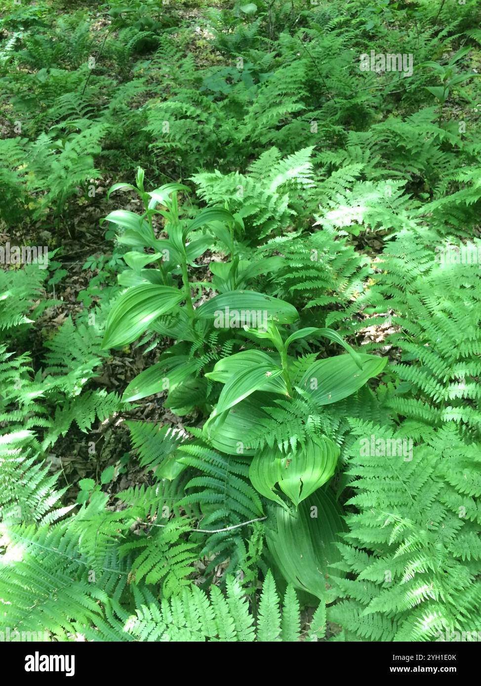 green false hellebore (Veratrum viride Stock Photo - Alamy