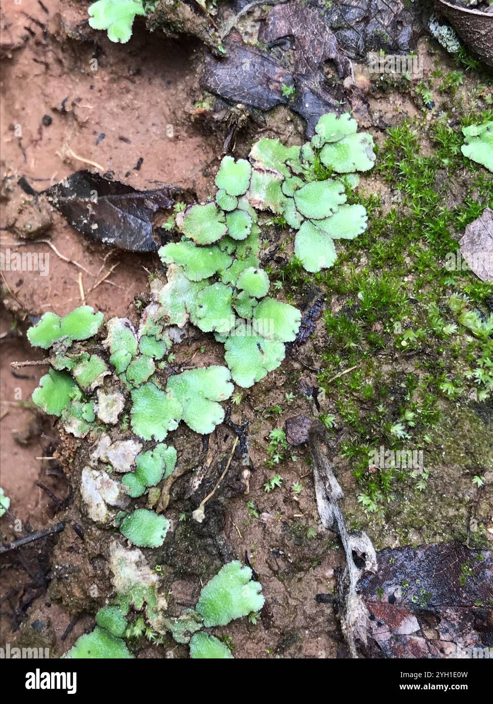 Complex thallose liverworts (Marchantiales Stock Photo - Alamy
