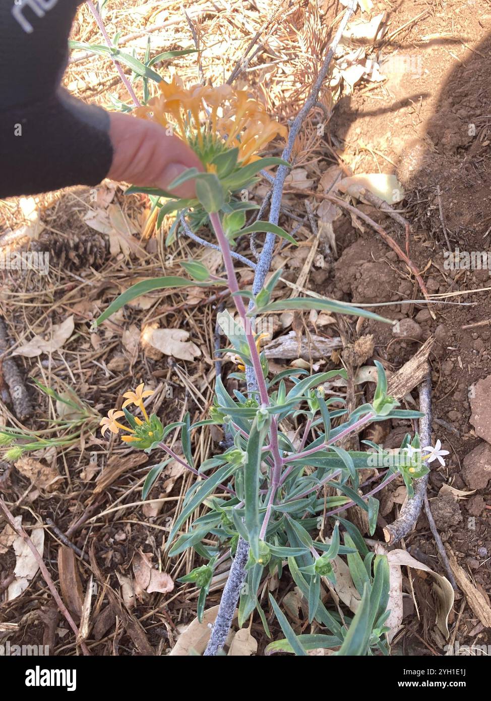 grand collomia (Collomia grandiflora Stock Photo - Alamy
