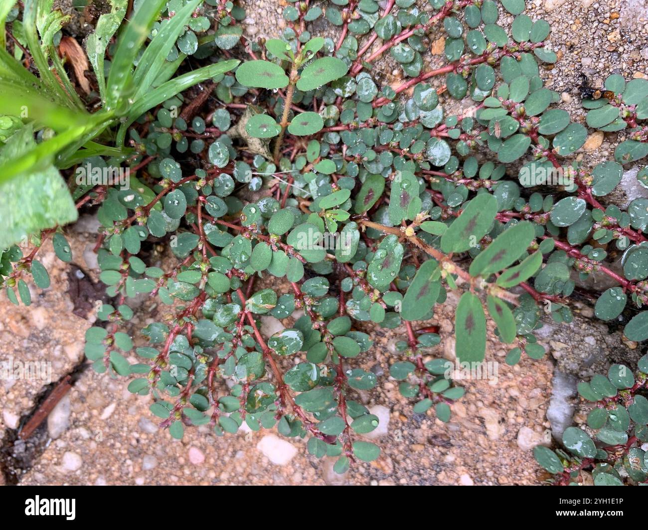 Spotted spurge (Euphorbia maculata Stock Photo - Alamy