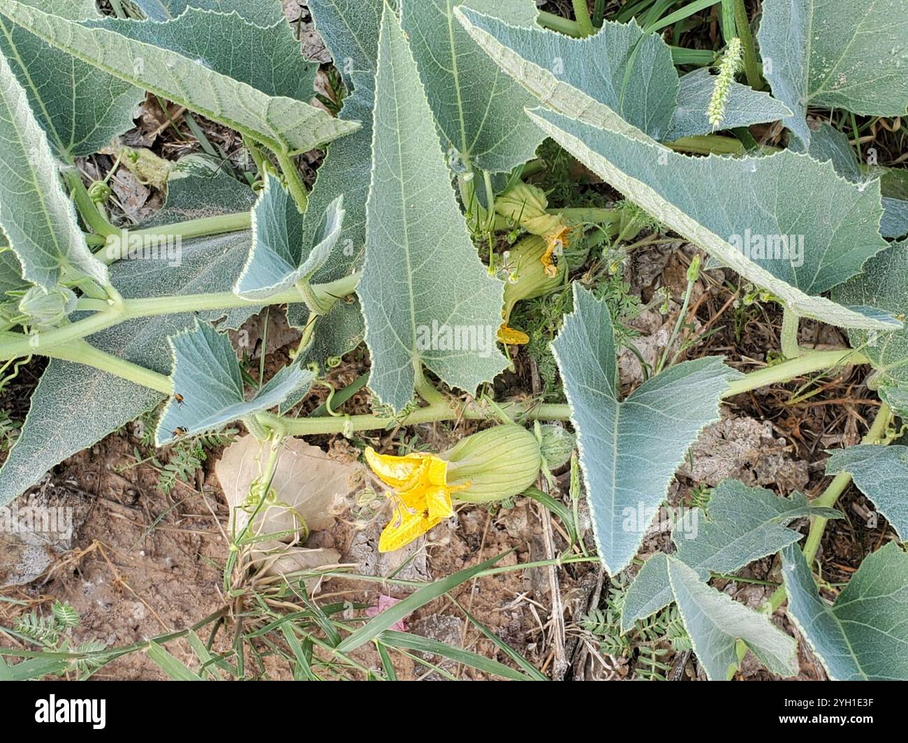 Cucurbita foetidissima hi-res stock photography and images - Alamy