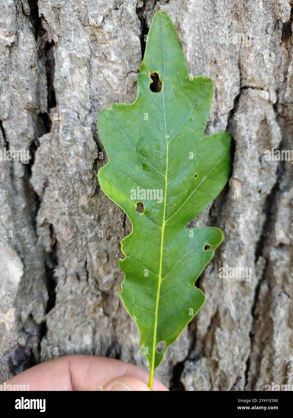 swamp white oak (Quercus bicolor Stock Photo - Alamy