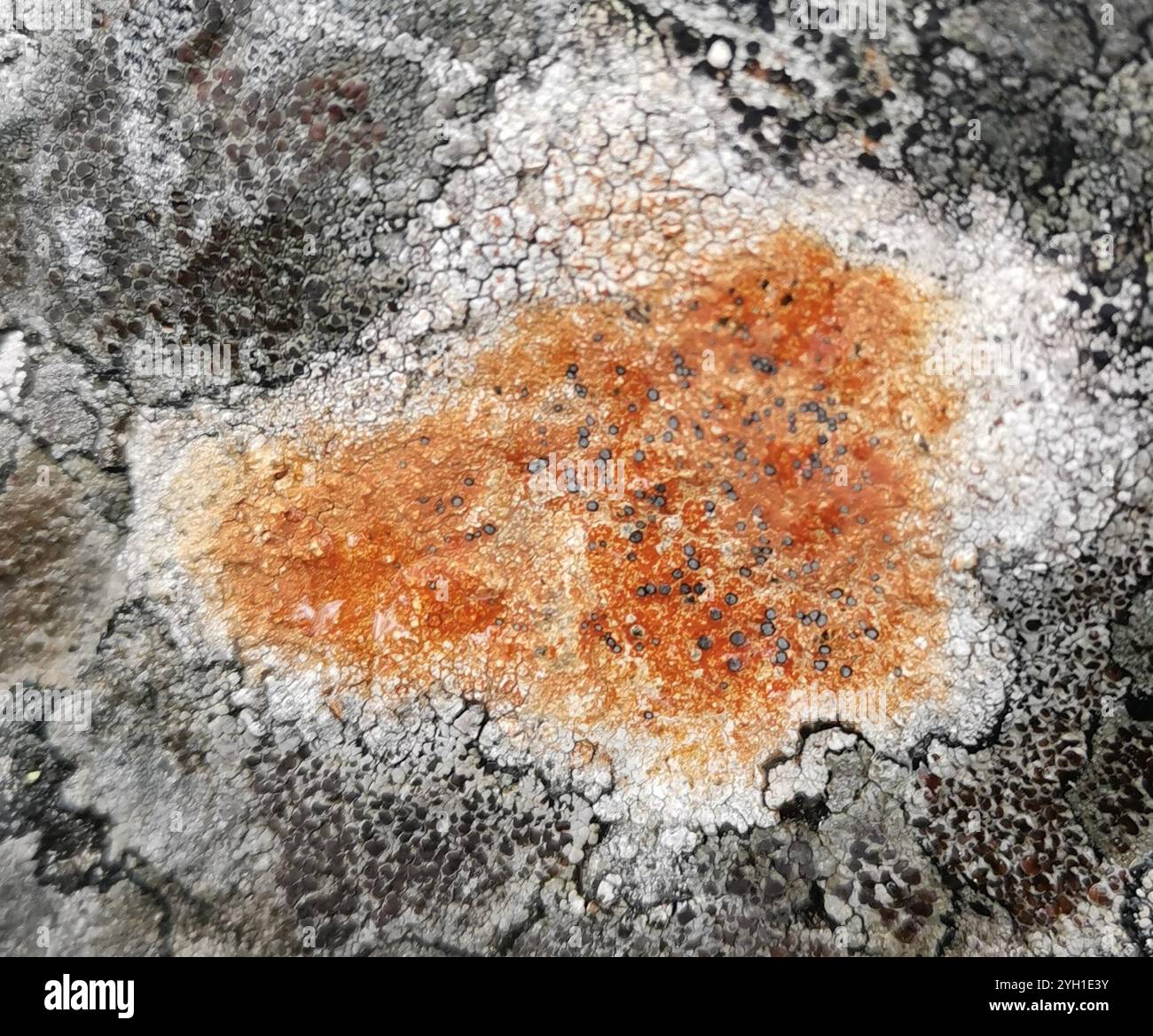 Tile Lichens (Lecidea Stock Photo - Alamy