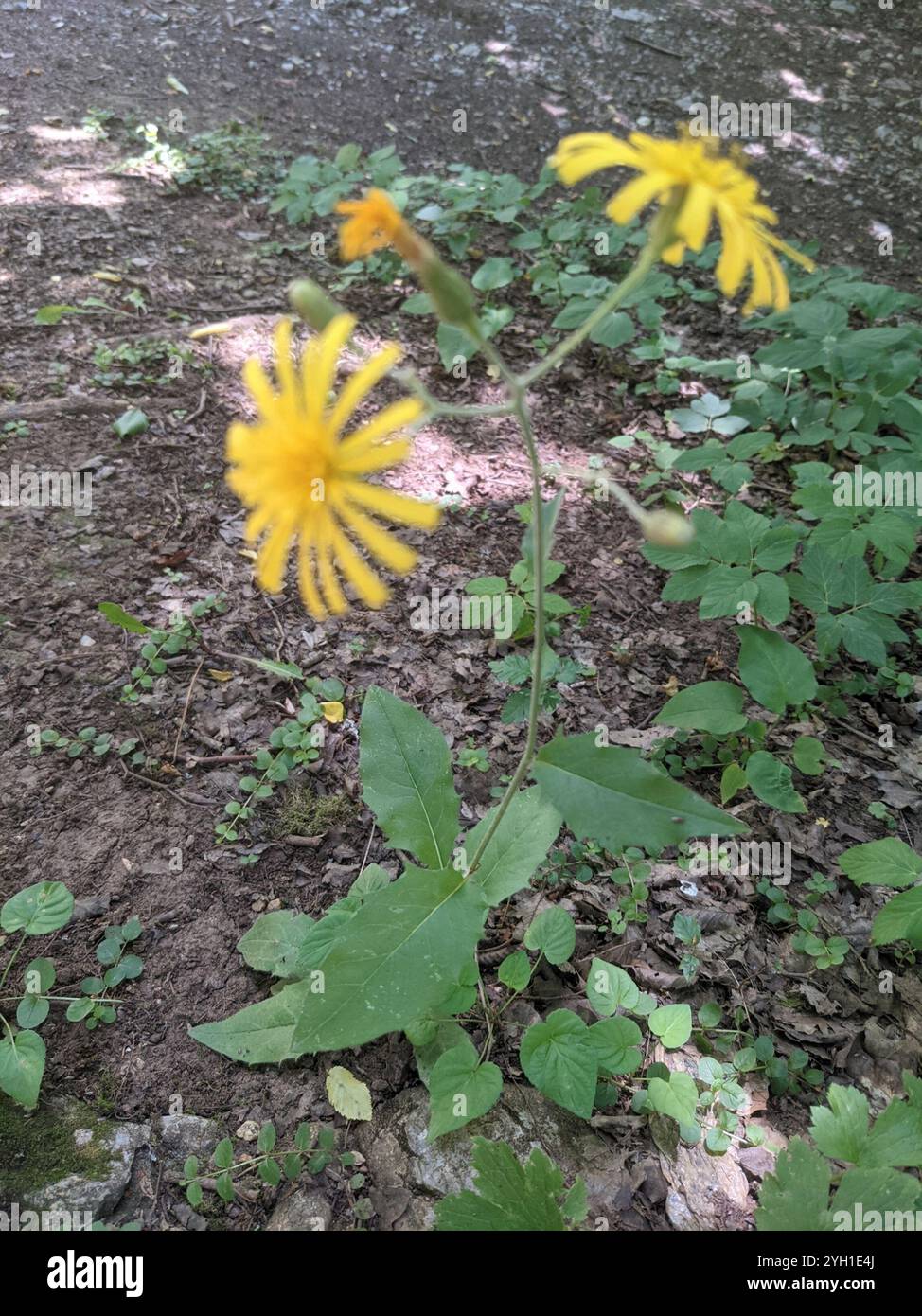 Wall hawkweed (Hieracium murorum Stock Photo - Alamy