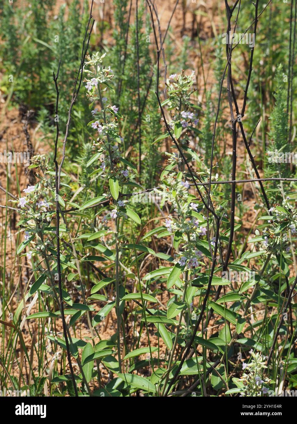 Narrow-leaved Screwtree (Helicteres angustifolia Stock Photo - Alamy