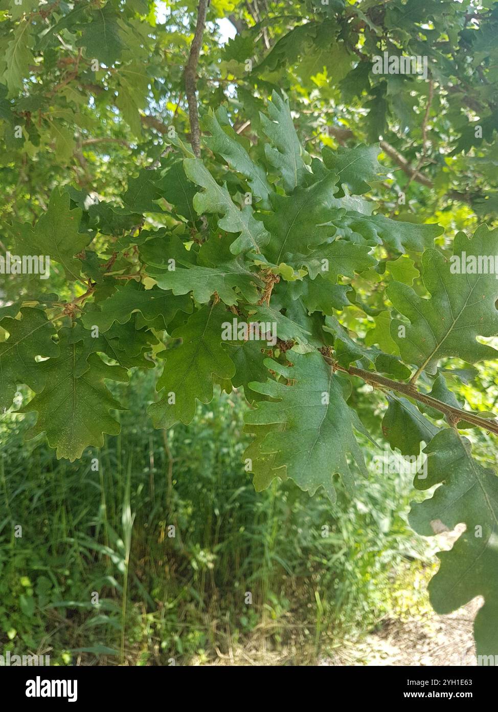 downy oak (Quercus pubescens Stock Photo - Alamy