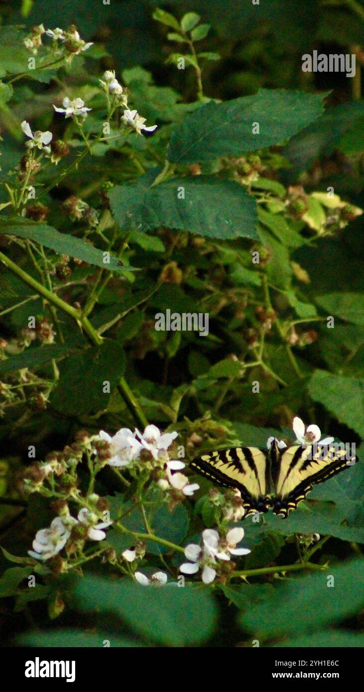 Western Tiger Swallowtail (Papilio rutulus Stock Photo - Alamy