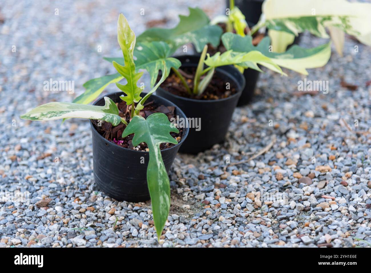 Closeup to Fresh leaf of philodendron florida beauty x tortum Stock ...